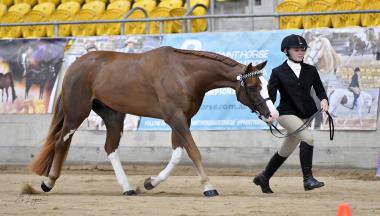 What's on | Australian Equine and Livestock Events Centre