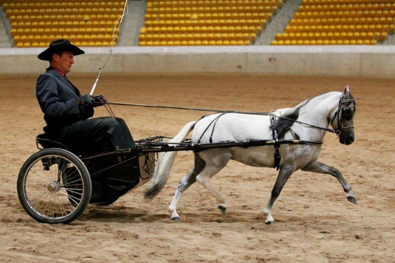 2023 Independent Miniature Horse Registry Grand National Show ...