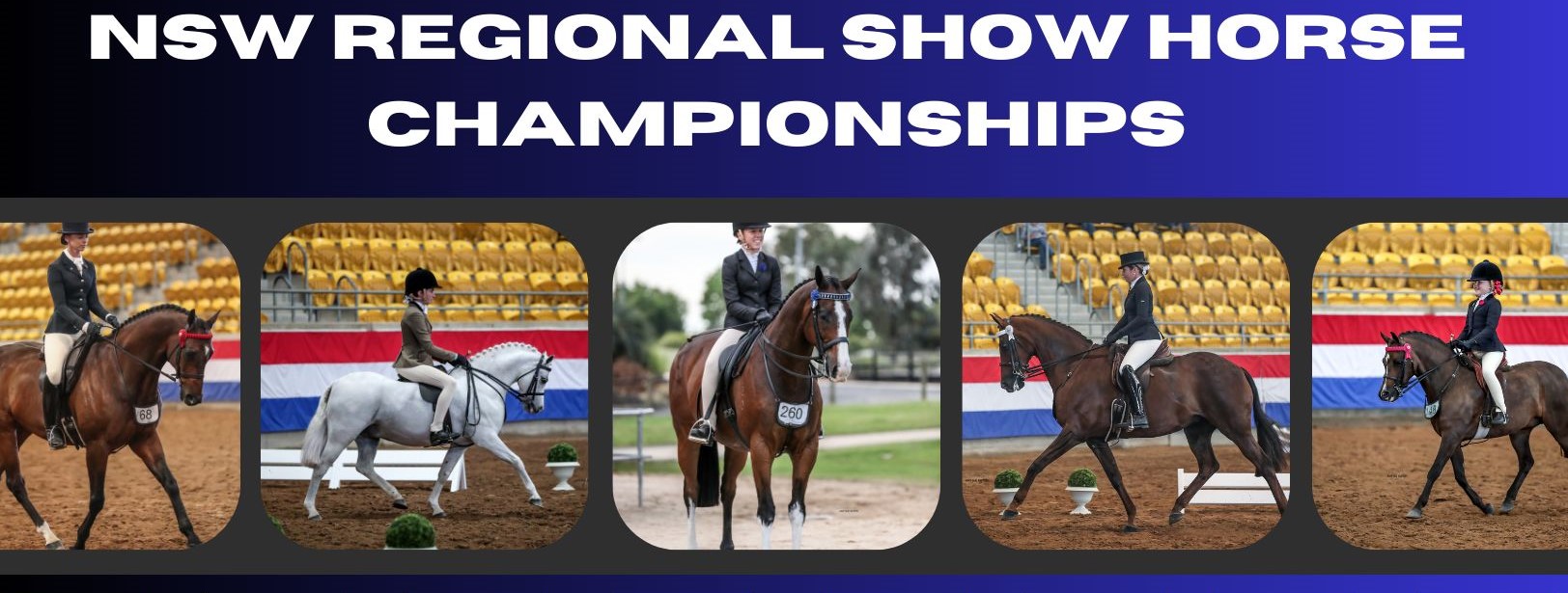2024 NSW Regional Show Horse Championships | Australian Equine and ...