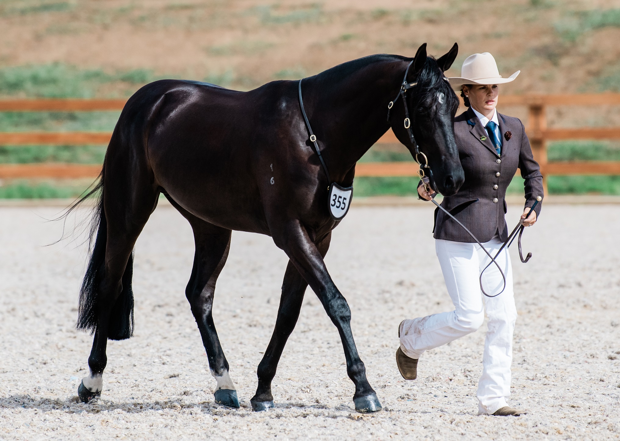 Horse Saddle And Bridle Manaal Enterprises All Purpose Premium Leather ...